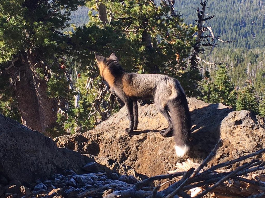 Native Foxes in Central Oregon: First Contact - High Desert Museum