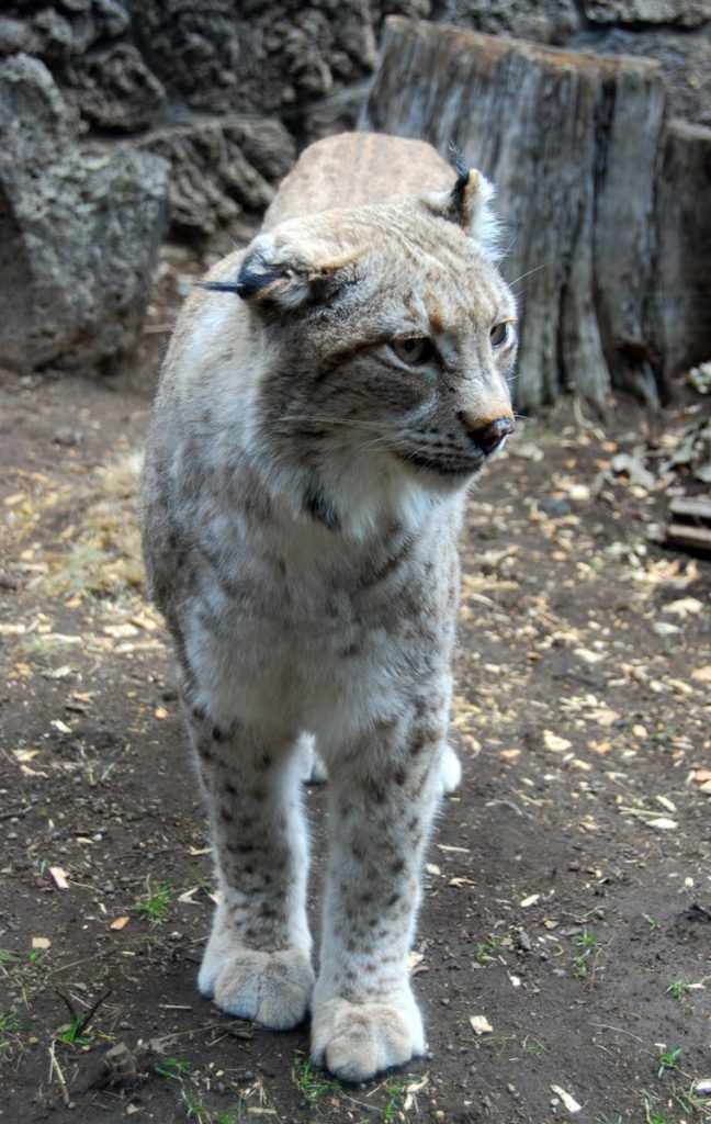 The story of Snowshoe the lynx - High Desert Museum