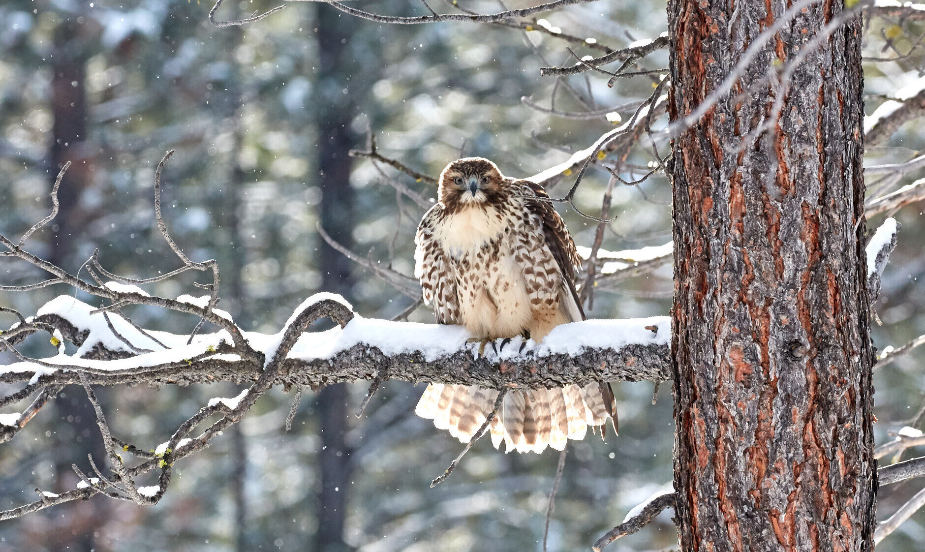 Backpack Explorers: Winter Impressions - High Desert Museum