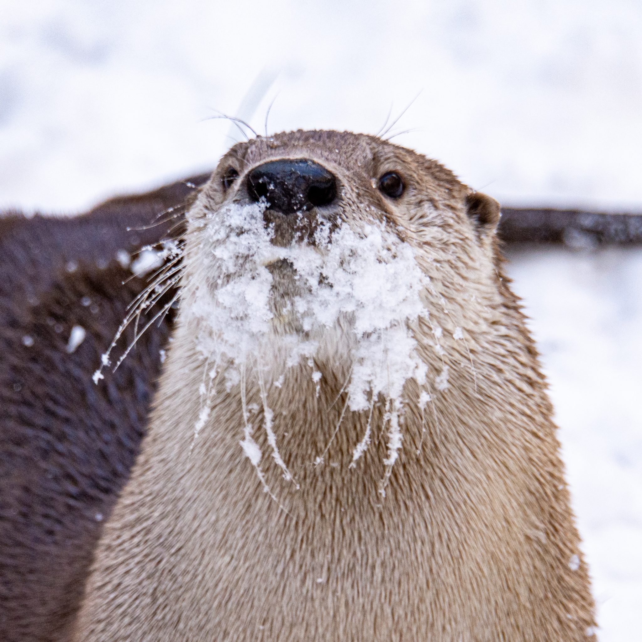 Autzen Otter Exhibit - High Desert Museum