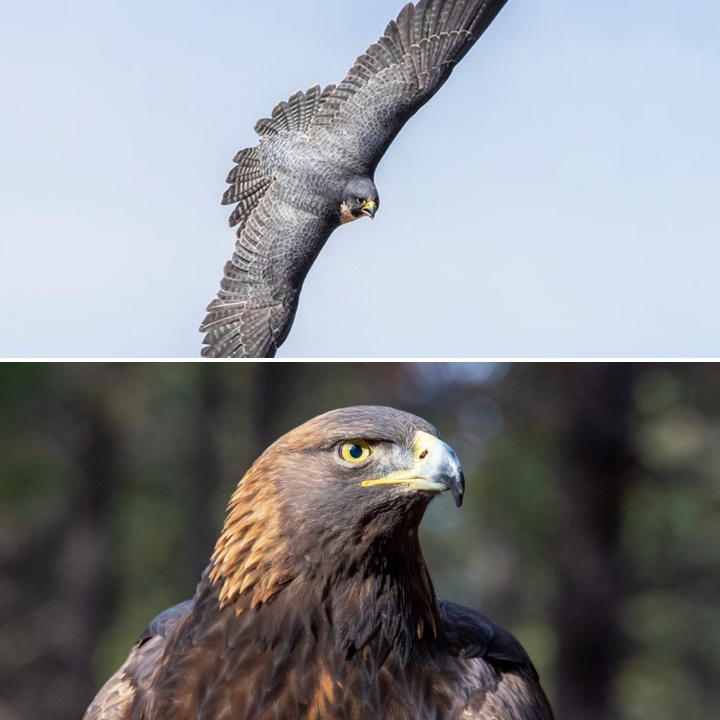 Raptors of the Desert Sky Story - High Desert Museum