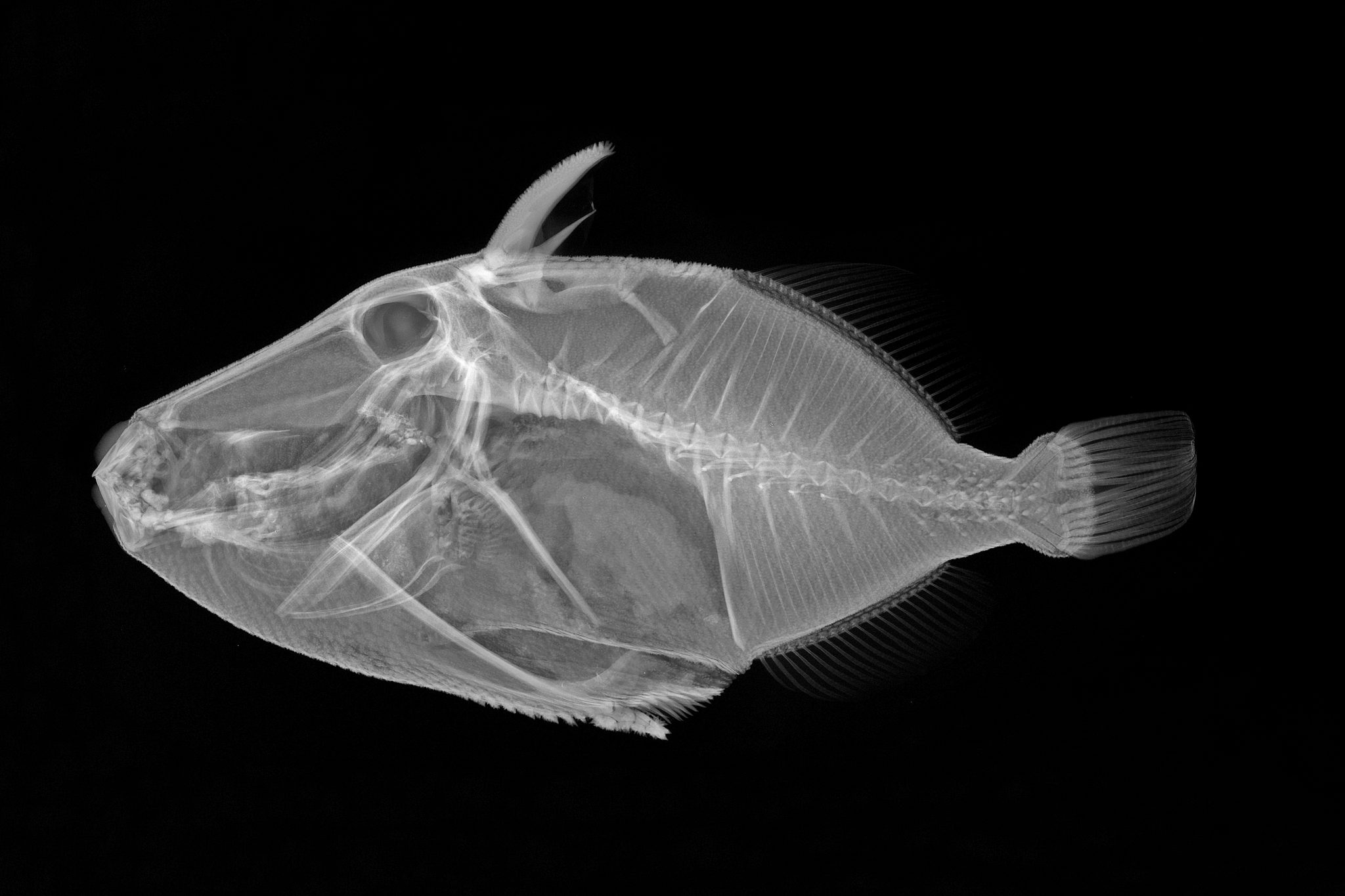 Exhibition Closing: "X-Ray Vision: Fish Inside Out" - High Desert Museum