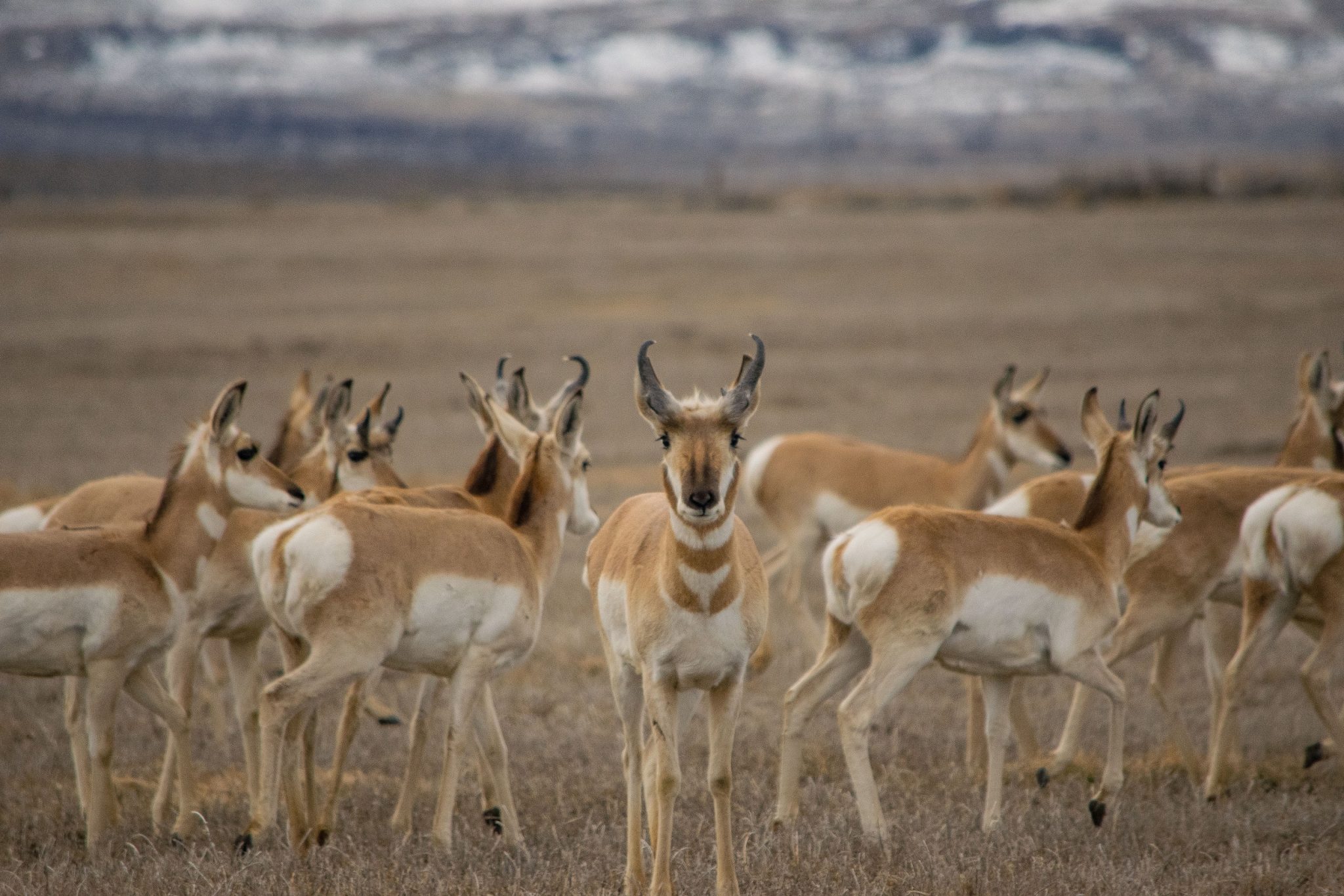 Daily Schedule - High Desert Museum