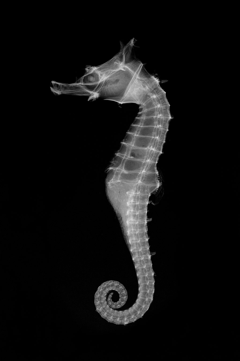 X-rays of Fish Dazzle in Smithsonian Exhibition - High Desert Museum