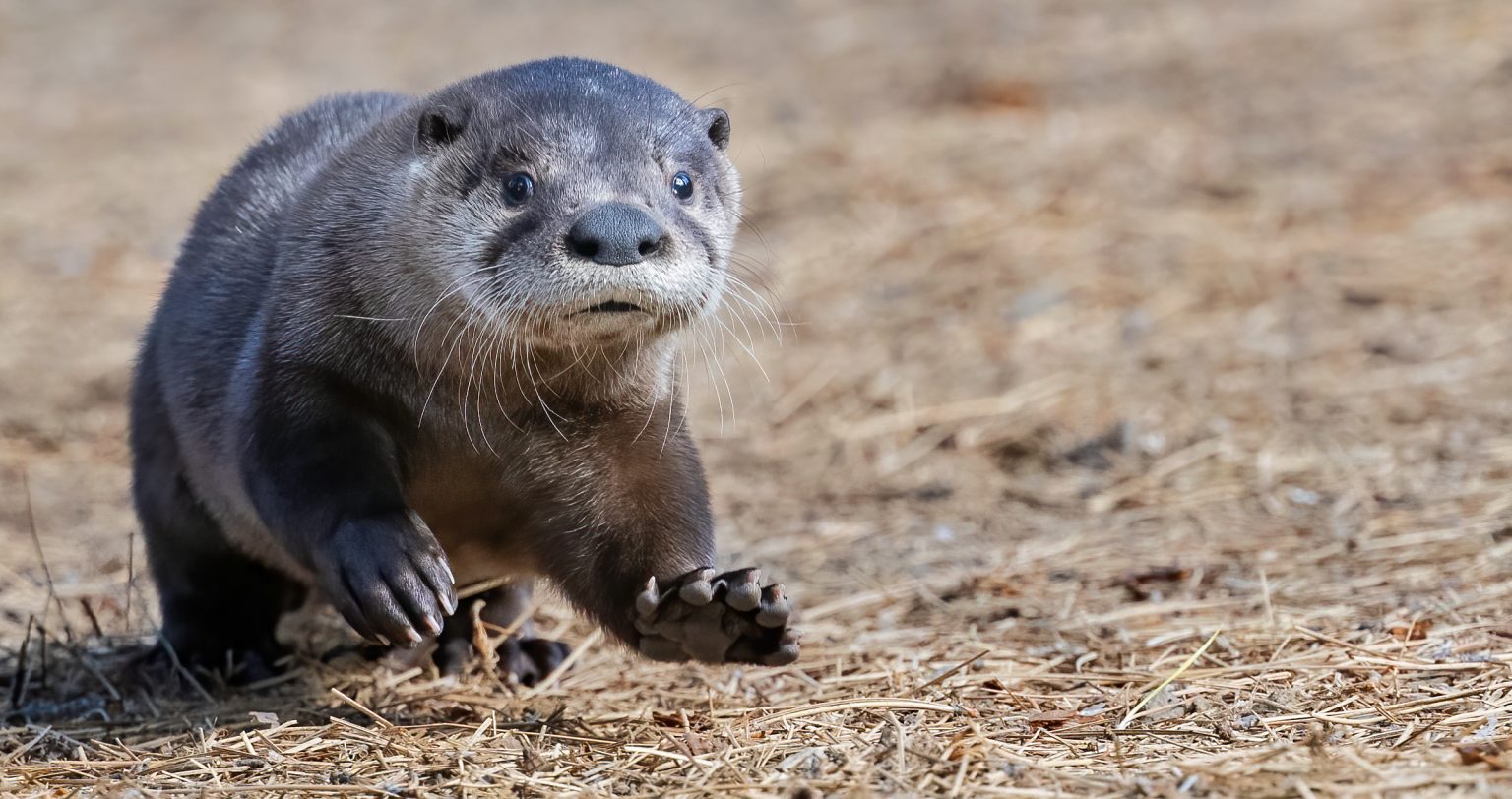 Autzen Otter Exhibit - High Desert Museum
