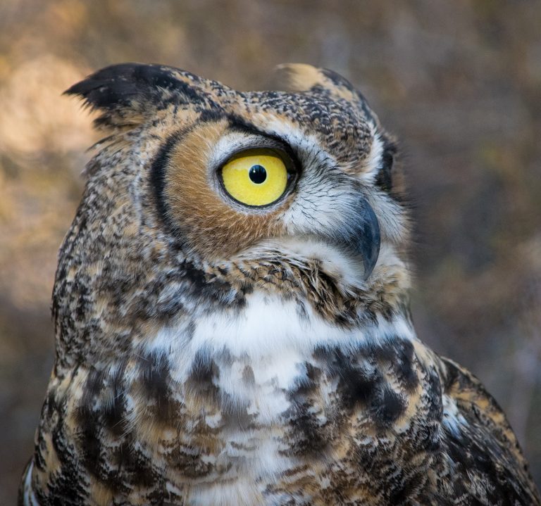 High Desert Museum I Visit Bend Oregon