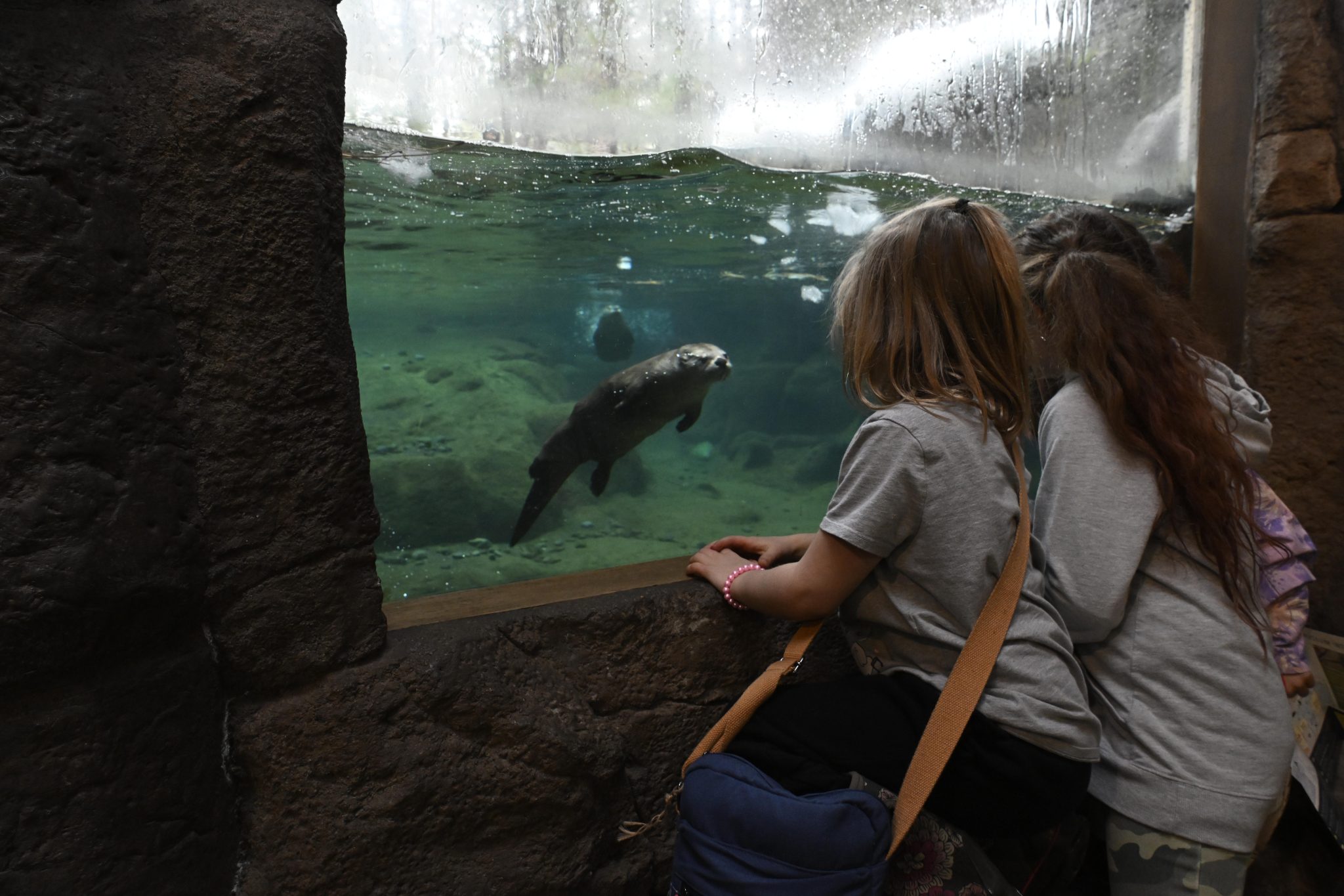 Autzen Otter Exhibit - High Desert Museum