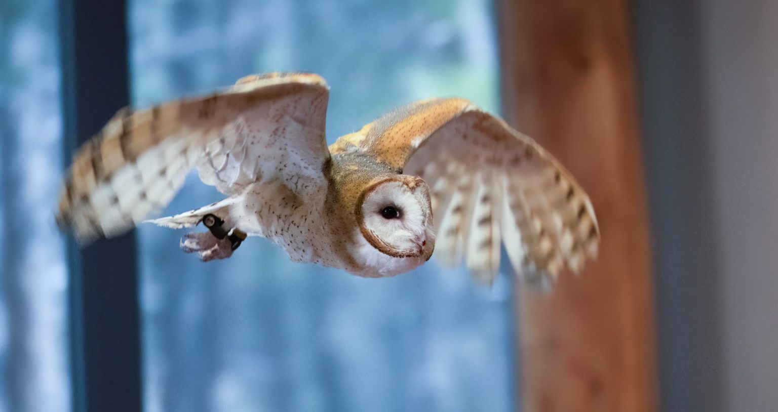 Donald M. Kerr Birds of Prey Center - High Desert Museum