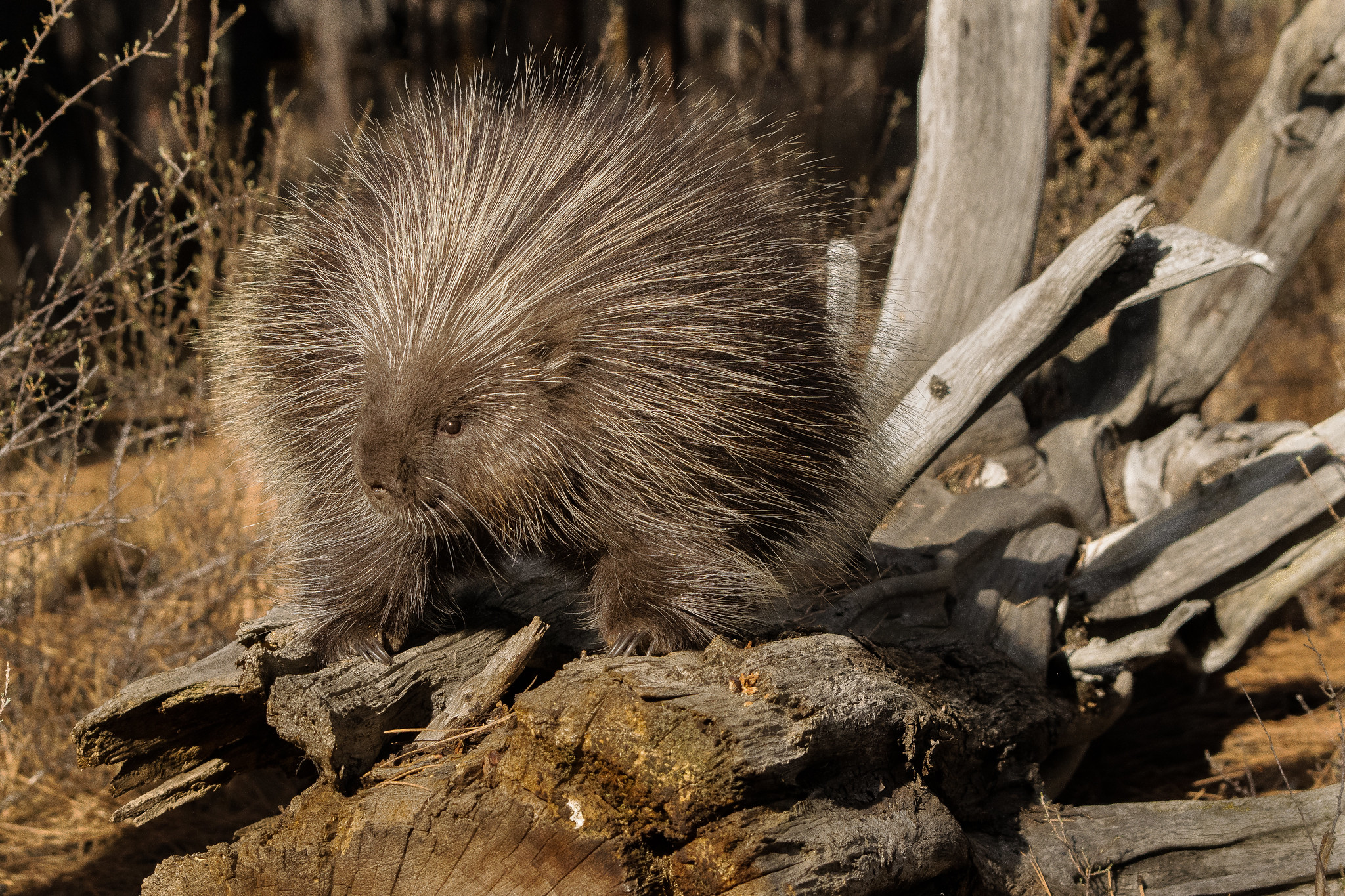 Community Science Project - High Desert Museum