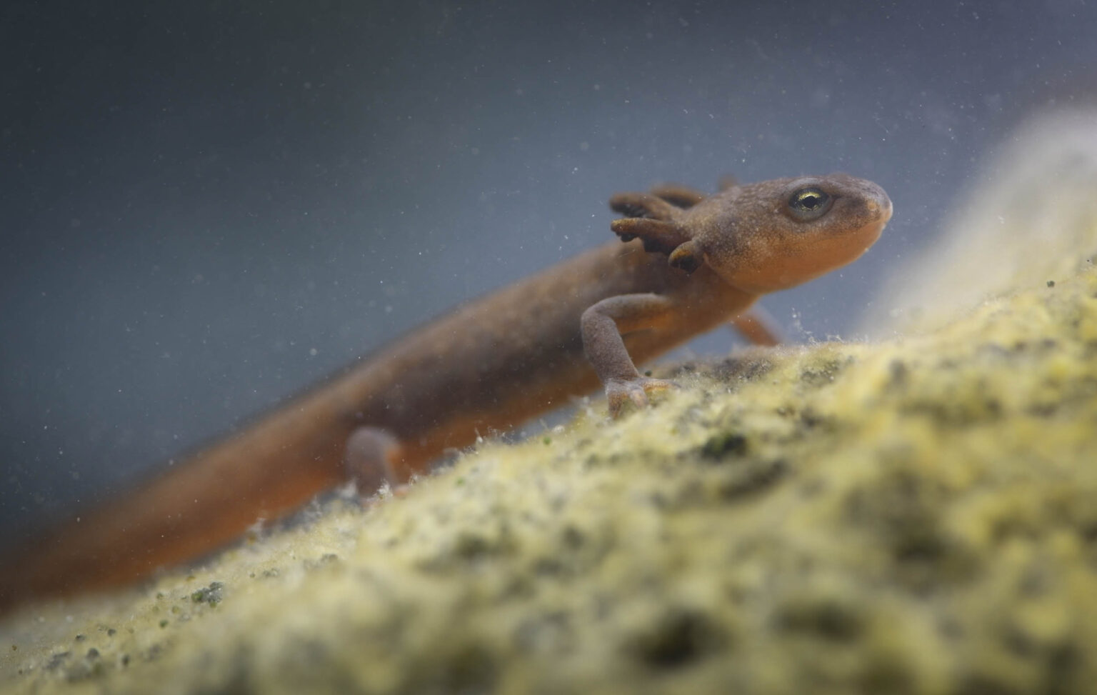 Saving the Mazama Newt - High Desert Museum