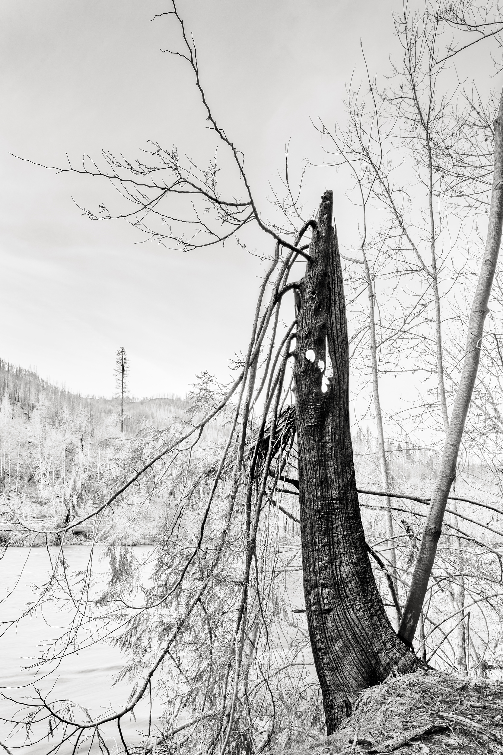 Hollow and Still: Photographs Following Fire by David Paul Bayles ...