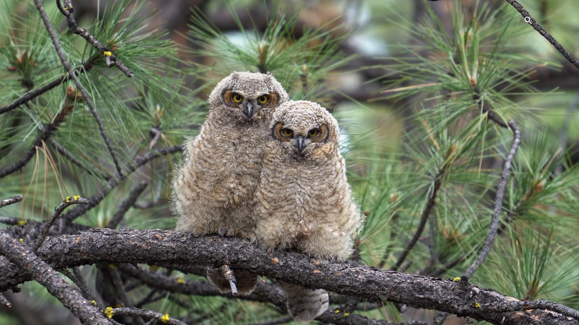 High Desert Museum | Things to do in Bend Oregon